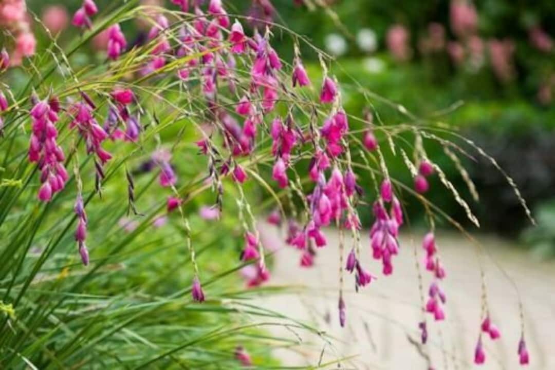 DIERAMA COLLECTION - Variety of 4 Types 15 SEEDS - Etsy UK
