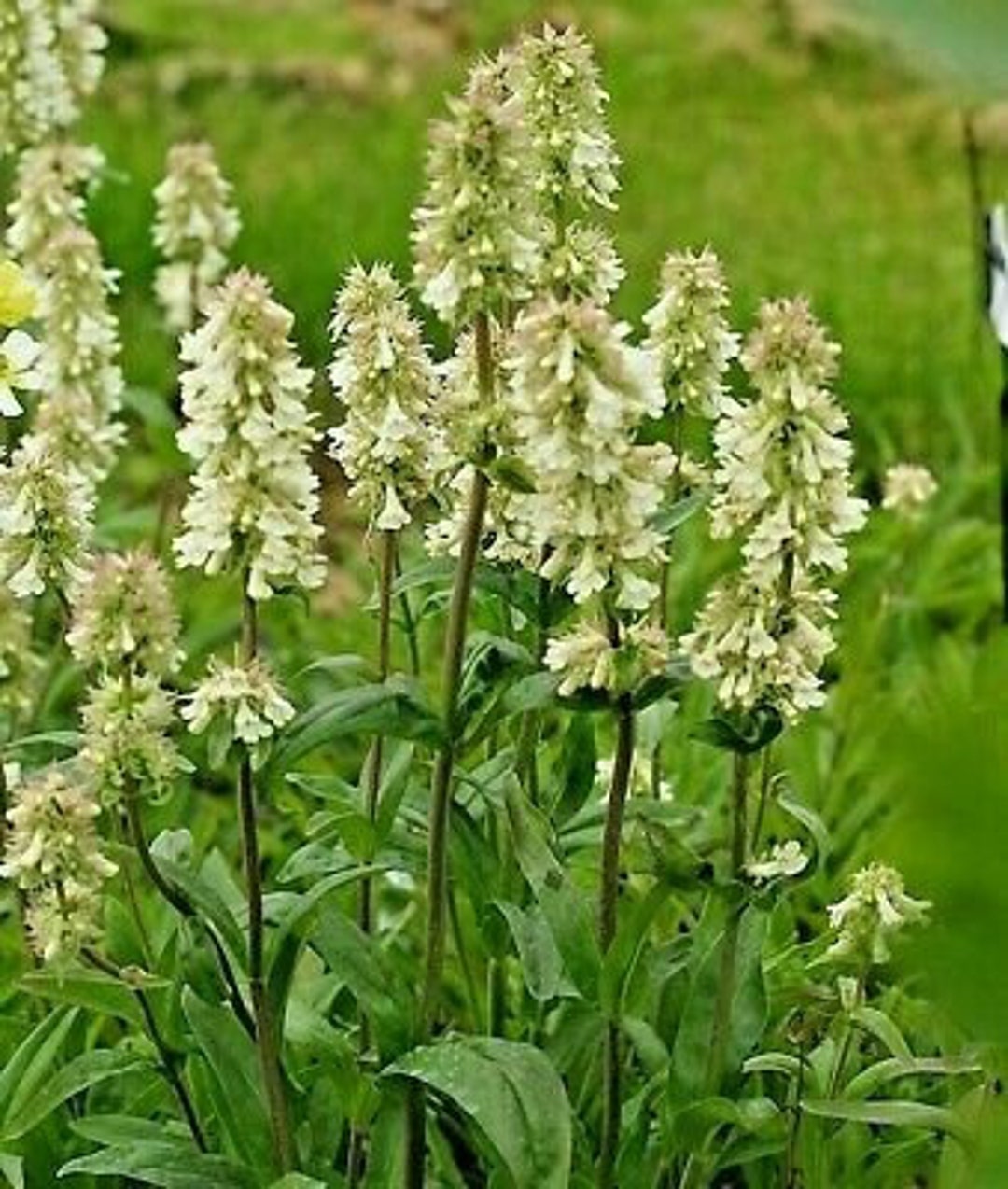 PENSTEMON CONFERTUS, Yellow Beardtongue 35 Seeds - Etsy