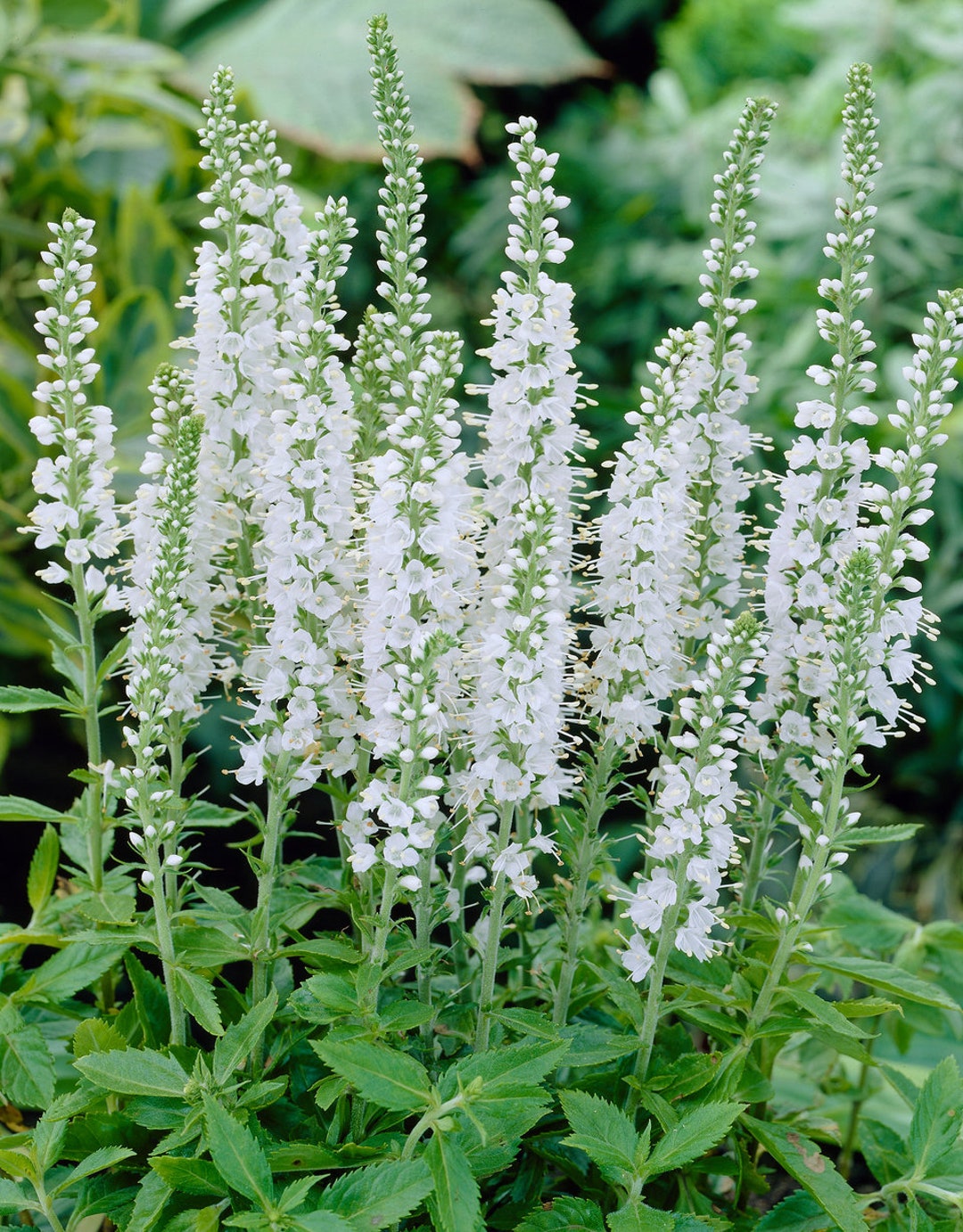 Veronica Spicata 'alba" Hardy Perennial -50 Seeds(tiny Seeds) - Etsy
