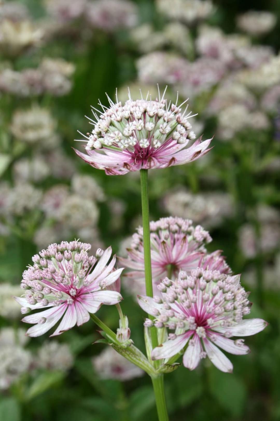 ASTRANTIA MAJOR 15- SEEDS (great Masterwort) Hardy Perennial - Etsy