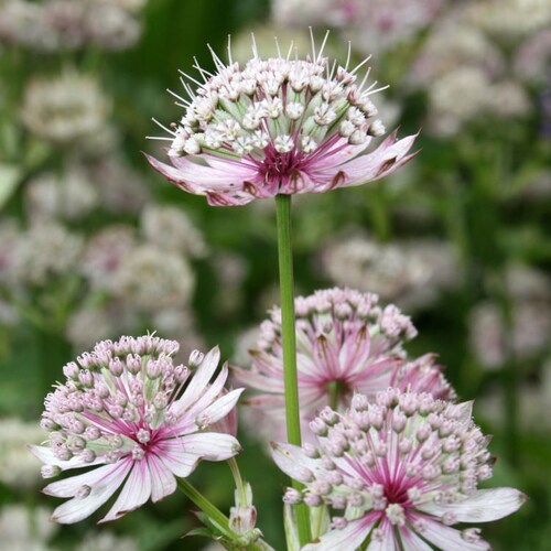 Astrantia MAXIMA 15 SEEDS great Masterwort Hardy Perennial - Etsy