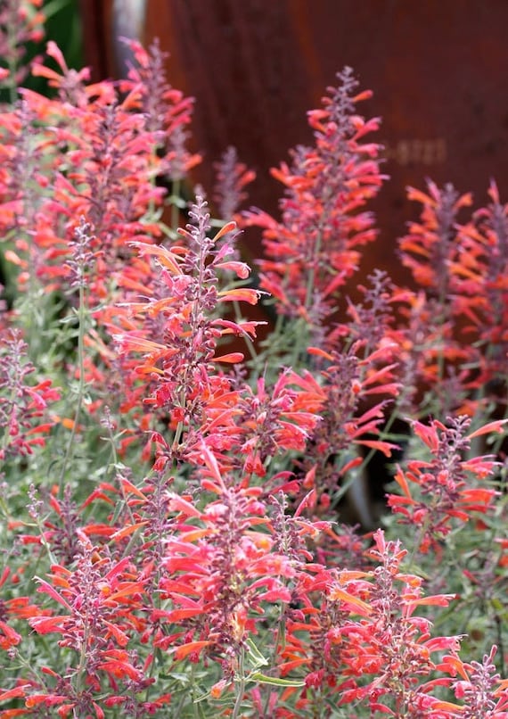 Agastache Rupestris Apache Sunset