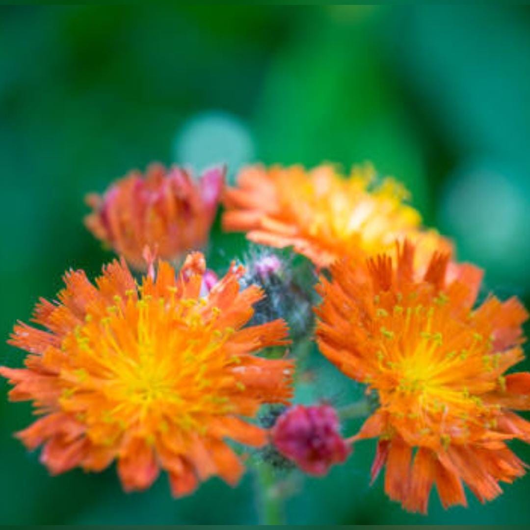 Pilosella Aurantiaca-fox and Cubs- 100 Seeds/hp - Etsy