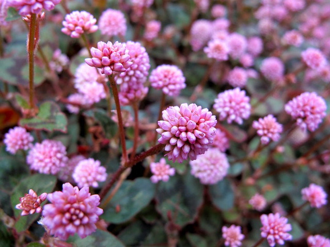 Persicaria Capitatum-30 Seeds - Etsy