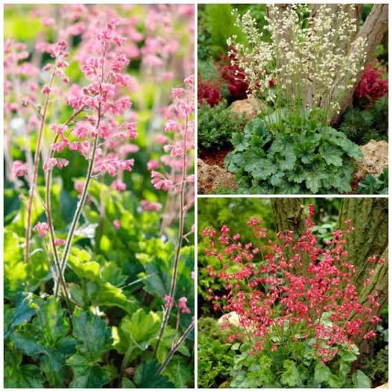 HEUCHERA Sanguinea 'bressingham Hybrids'50 Seeds - Etsy India