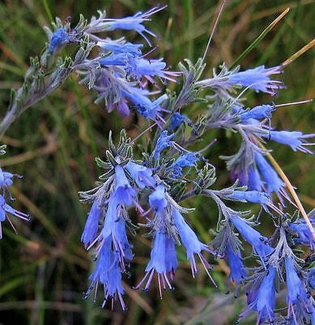 Rare Moltkia Petraea-15 Seeds - Etsy