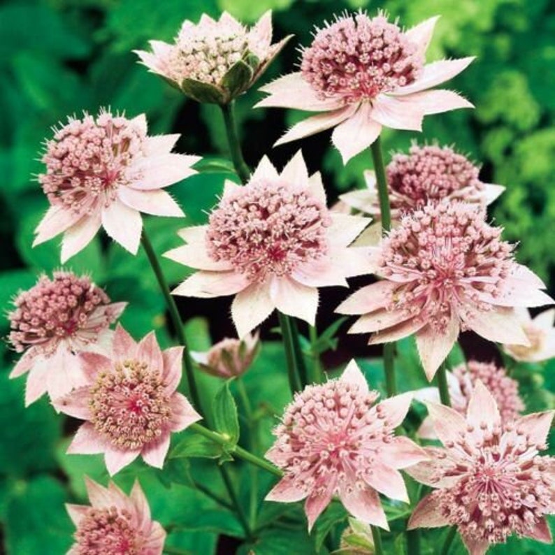 Astrantia MAXIMA 15 SEEDS great Masterwort Hardy Perennial - Etsy