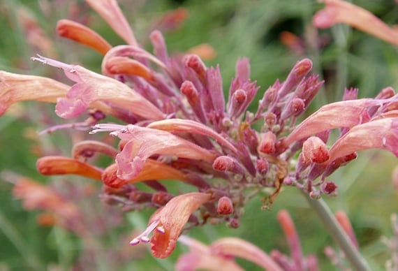 Agastache Rupestris Apache Sunset