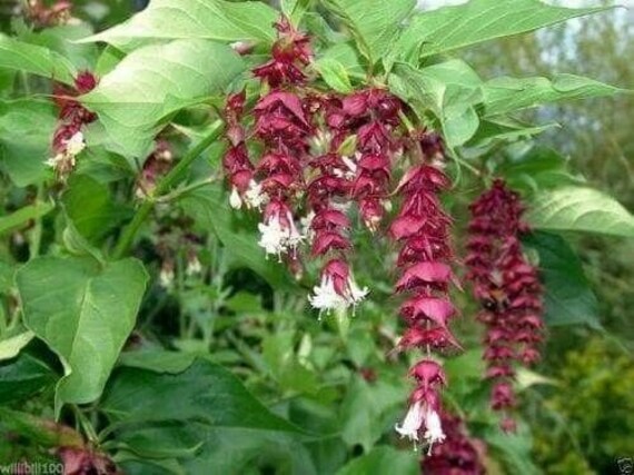 Himalayan Honeysuckle Leycesteria Formosa