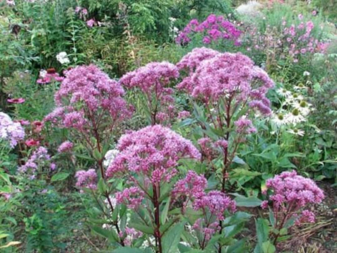 Eupatorium Purpureum-eutrochium Joe-pye Weed/30 Seeds Hardy - Etsy