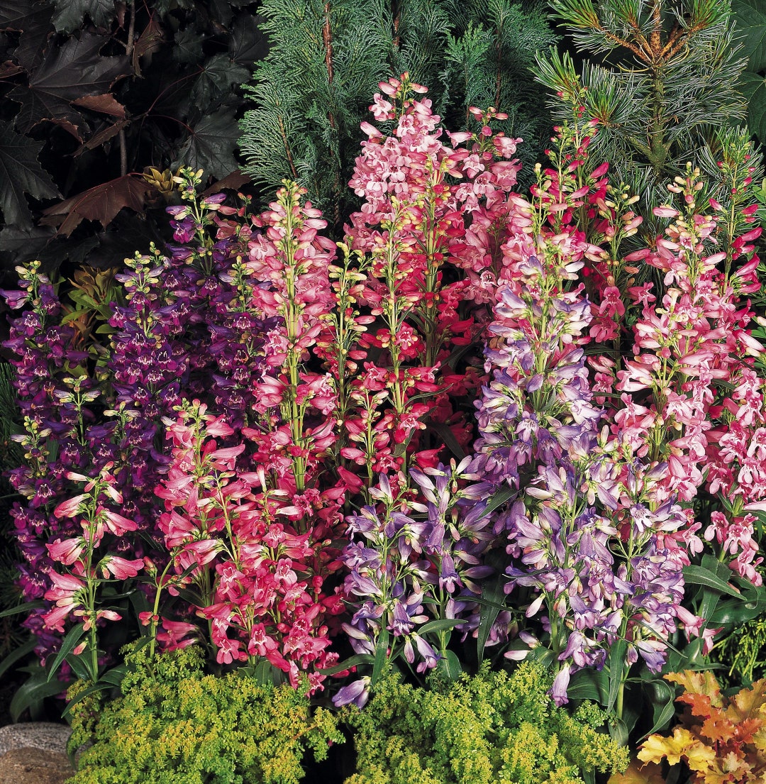 PENSTEMON Barbatus Var. Praecox F. Nanus 'rondo' 25 - Etsy