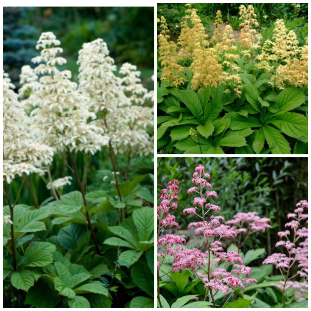 RODGERSIA (aesculifolia X Henrici X Pinnata) New Hybrids Mix-35 Seeds ...