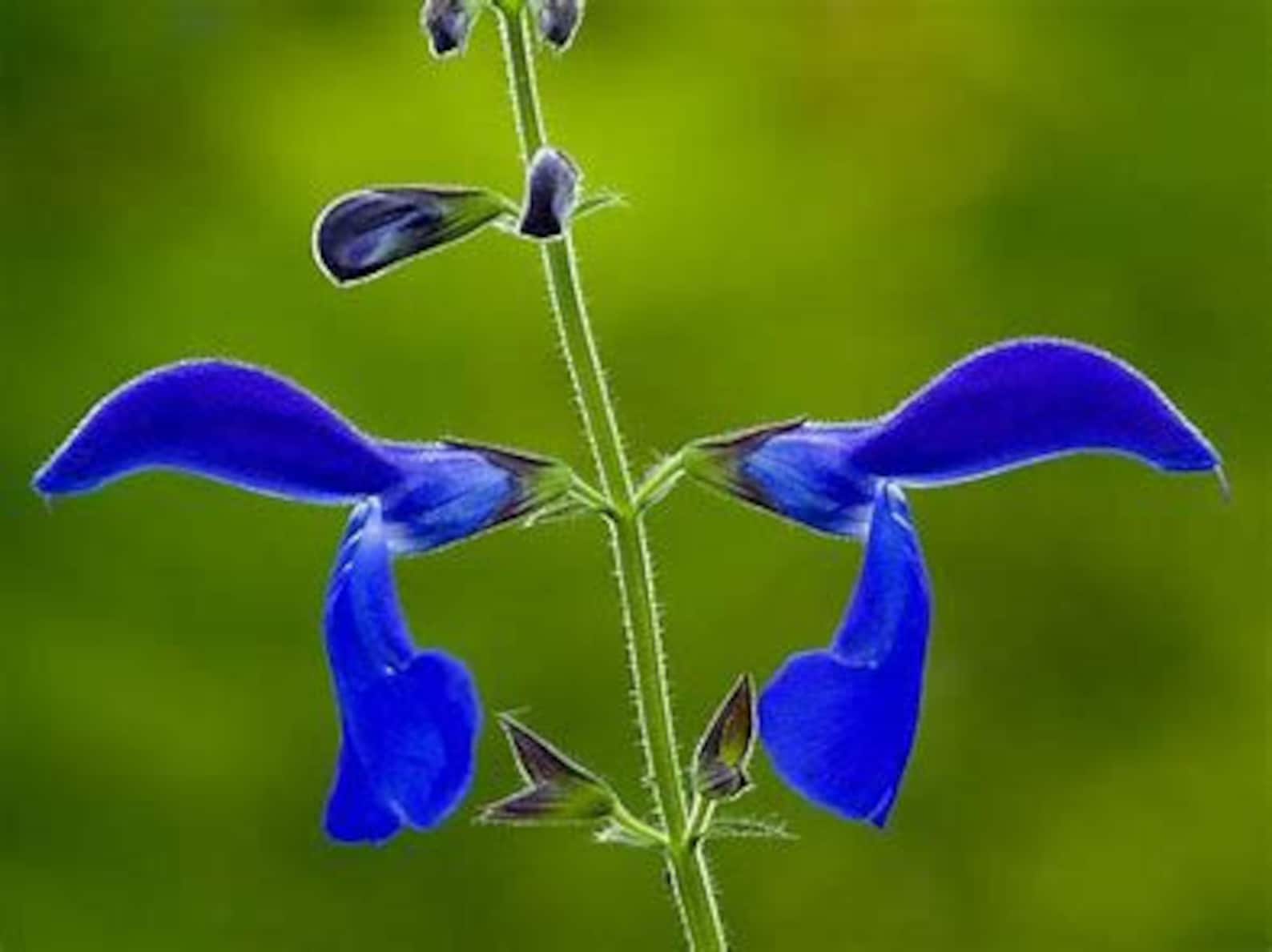 Salvia Patensis "blue Angel" -10 Seeds - Etsy
