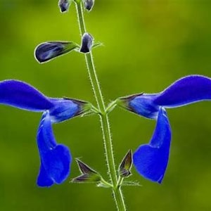 Salvia Patensis "blue Angel" -10 Seeds - Etsy