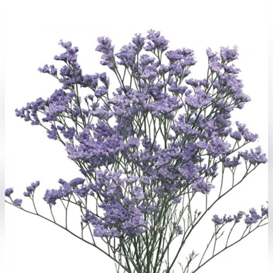 Limonium Latifolium - Sea Lavender-25 Seeds/hp - Etsy UK