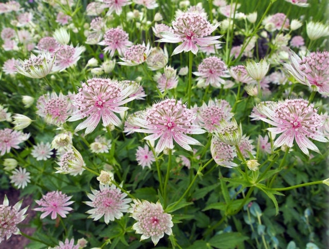 ASTRANTIA MAJOR 15- SEEDS (great Masterwort) Hardy Perennial - Etsy
