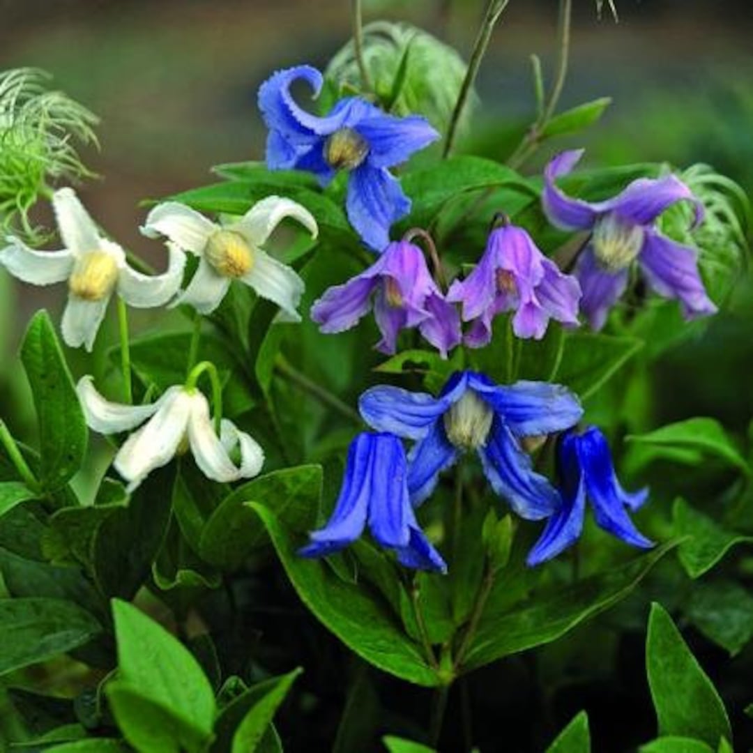 CLEMATIS Integrifolia Mongolian Bells-10 Seeds/hp - Etsy
