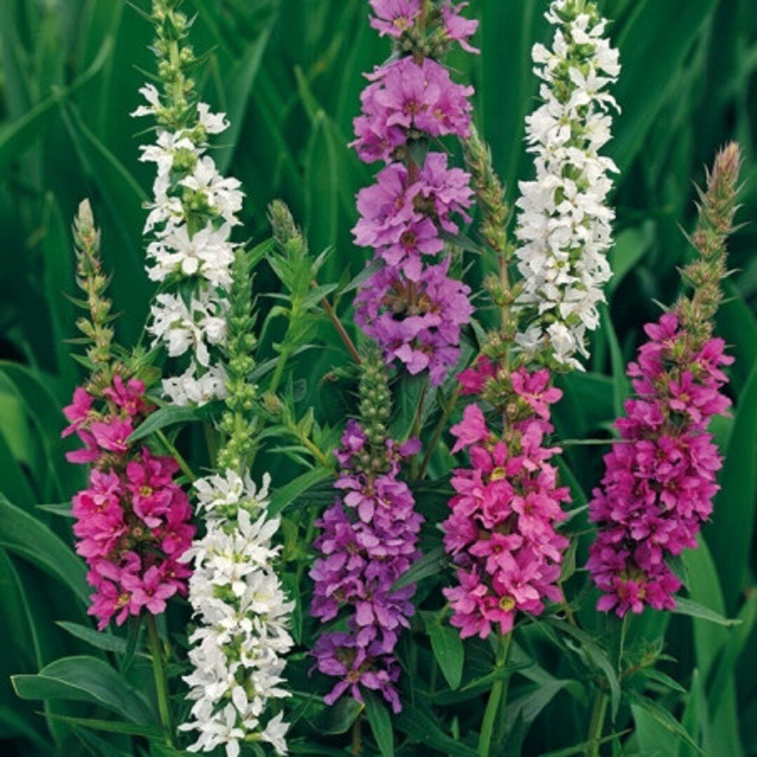 LYTHRUM SALICARIA ' Happy Lights'100 Seeds/ HP - Etsy