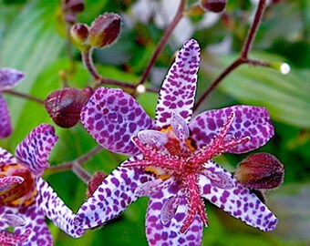 Blue Wonder Toad Lily Flower Bulb Stunning Easy to Grow - Etsy