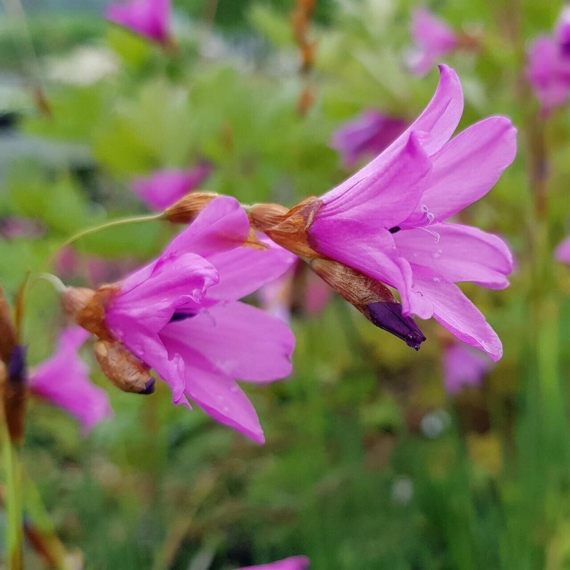 DIERAMA COLLECTION - Variety of 4 Types 15 SEEDS - Etsy UK