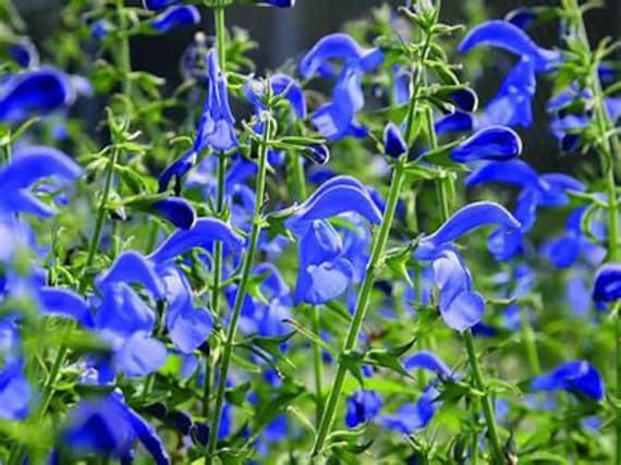 Salvia Patensis blue Angel 10 Seeds | Etsy