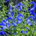 Salvia Patensis "blue Angel" -10 Seeds - Etsy