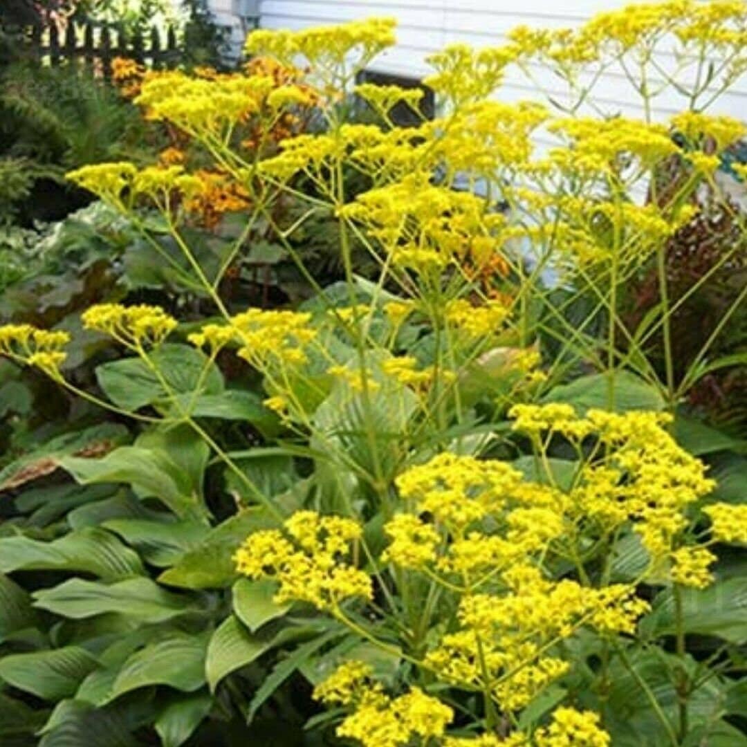 PATRINIA Scabiosifoliagolden Lace 15 Seeds/hp - Etsy