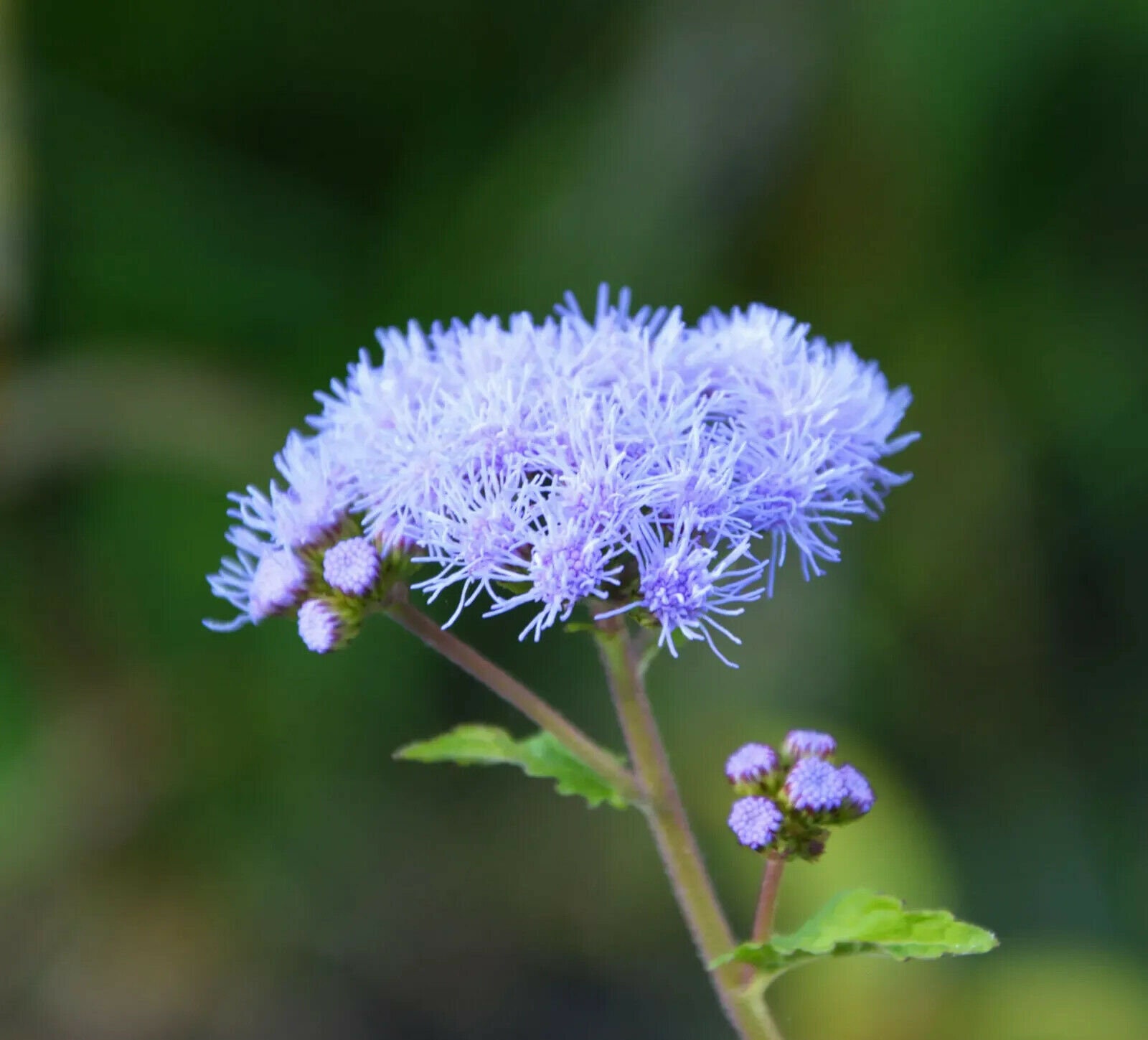 Eupatorium Coelestinum blue Mist Flower50 Seeds /HP - Etsy