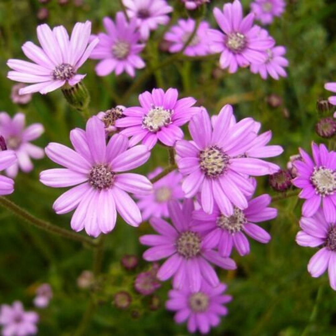 Senico Polyodon 50 Seeds Perennial - Etsy