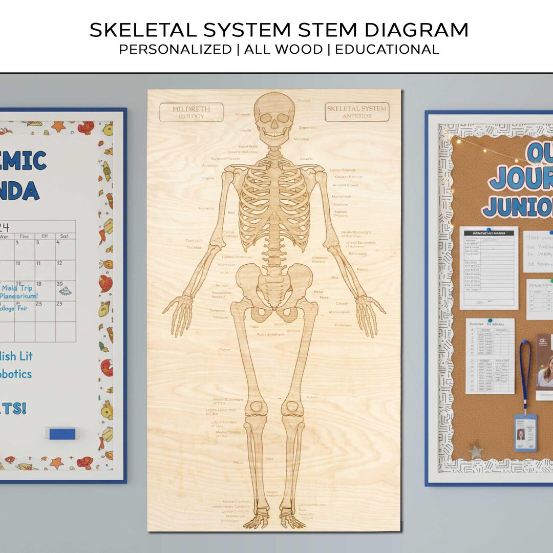 Skeleton Study Guide STEM Skeletal System Educational Chart Diagram ...
