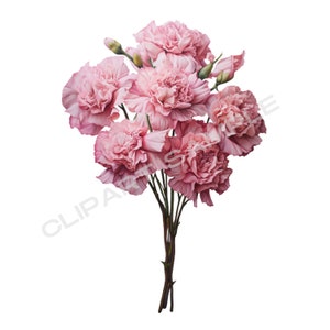 Birth Month January Watercolor Carnation and Snowdrop Flowers Clipart ...