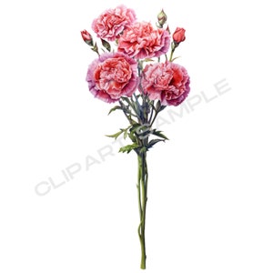 Birth Month January Watercolor Carnation and Snowdrop Flowers Clipart ...