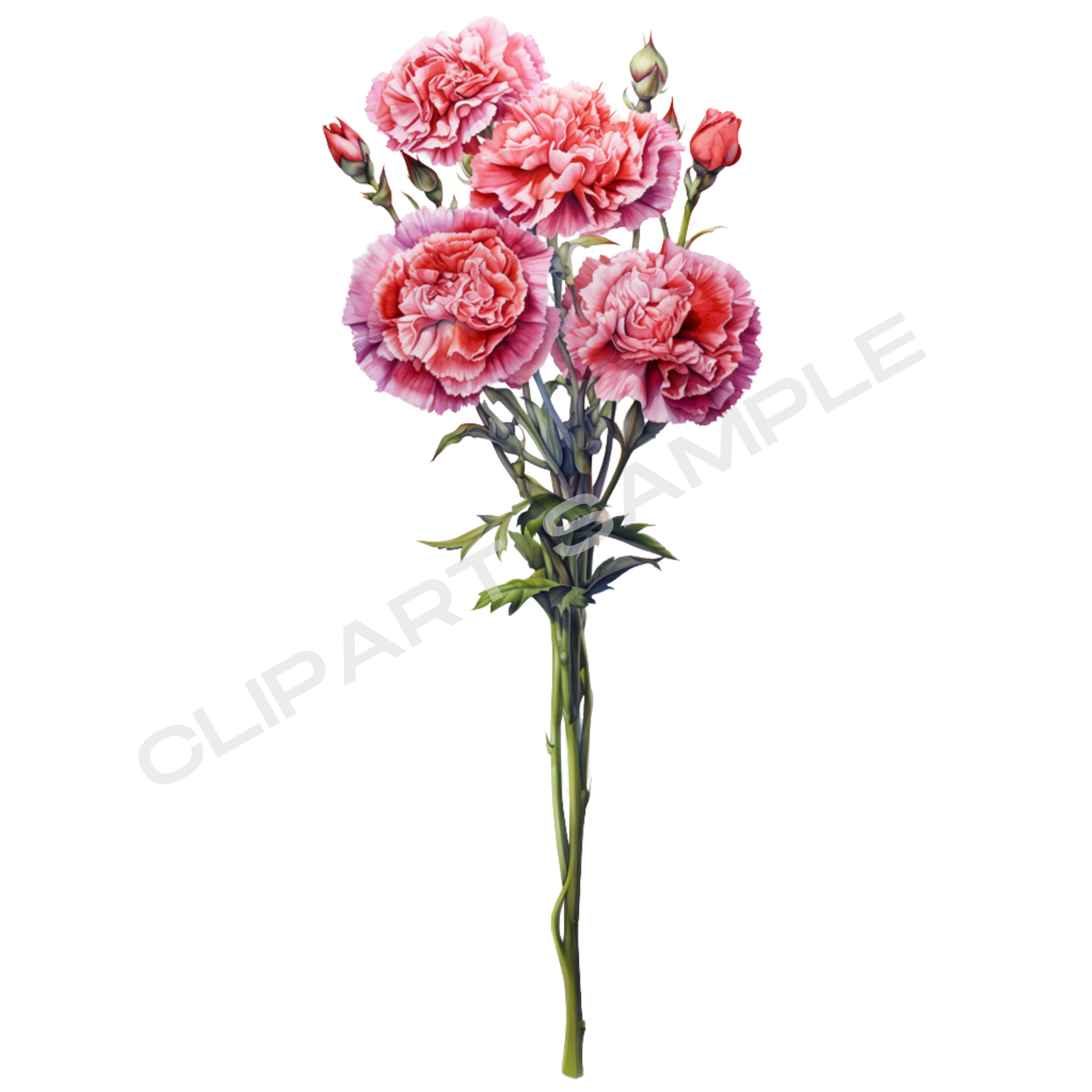 Birth Month January Watercolor Carnation and Snowdrop Flowers Clipart ...