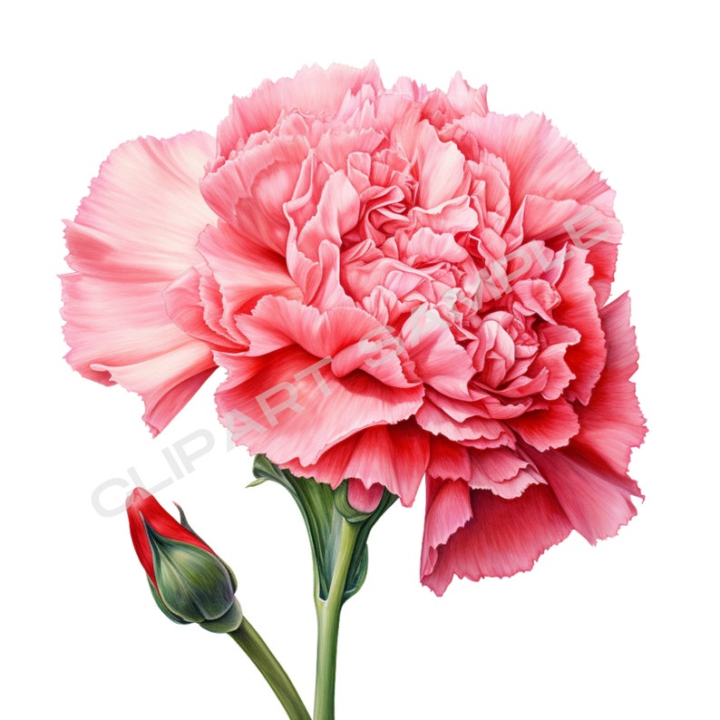 Birth Month January Watercolor Carnation and Snowdrop Flowers Clipart ...