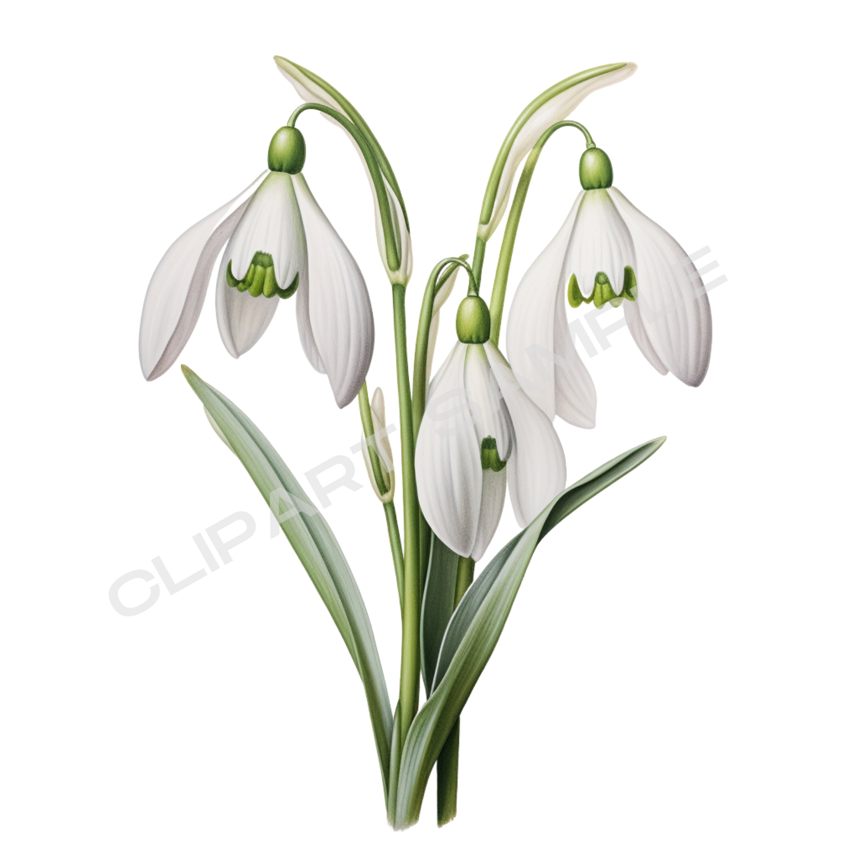 Birth Month January Watercolor Carnation and Snowdrop Flowers Clipart ...