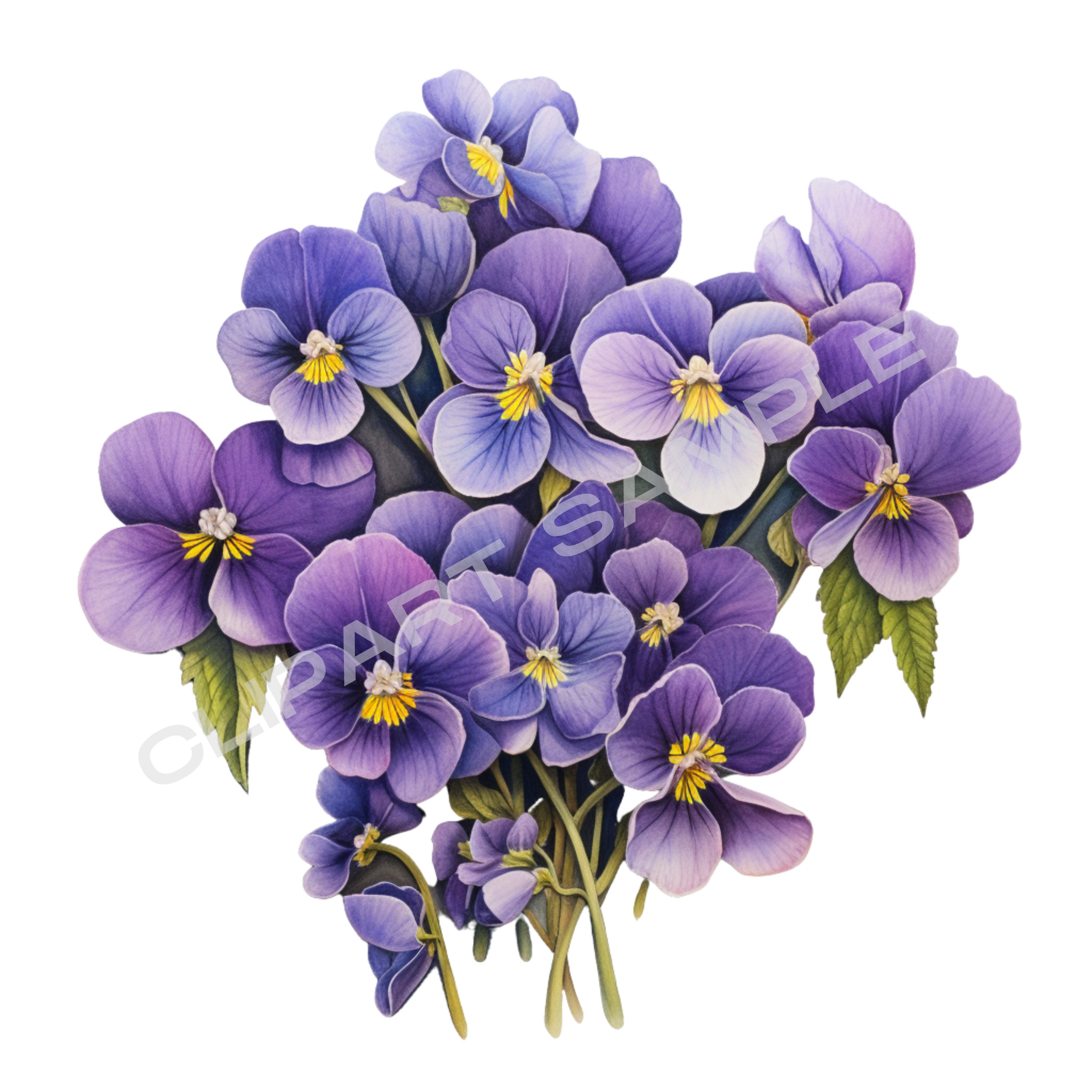 Birth Month February Watercolor Violets and Primroses Flowers Clipart ...