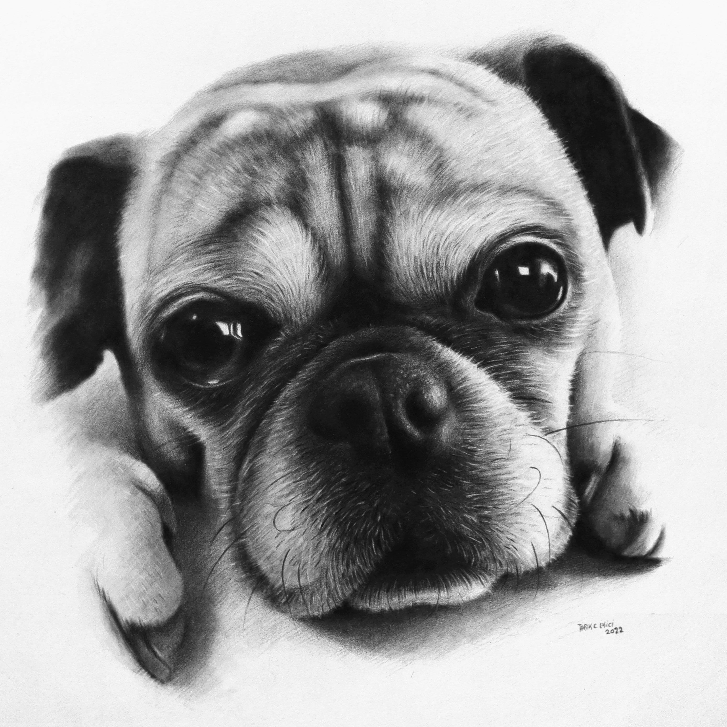 Charcoal Drawings Of Dogs