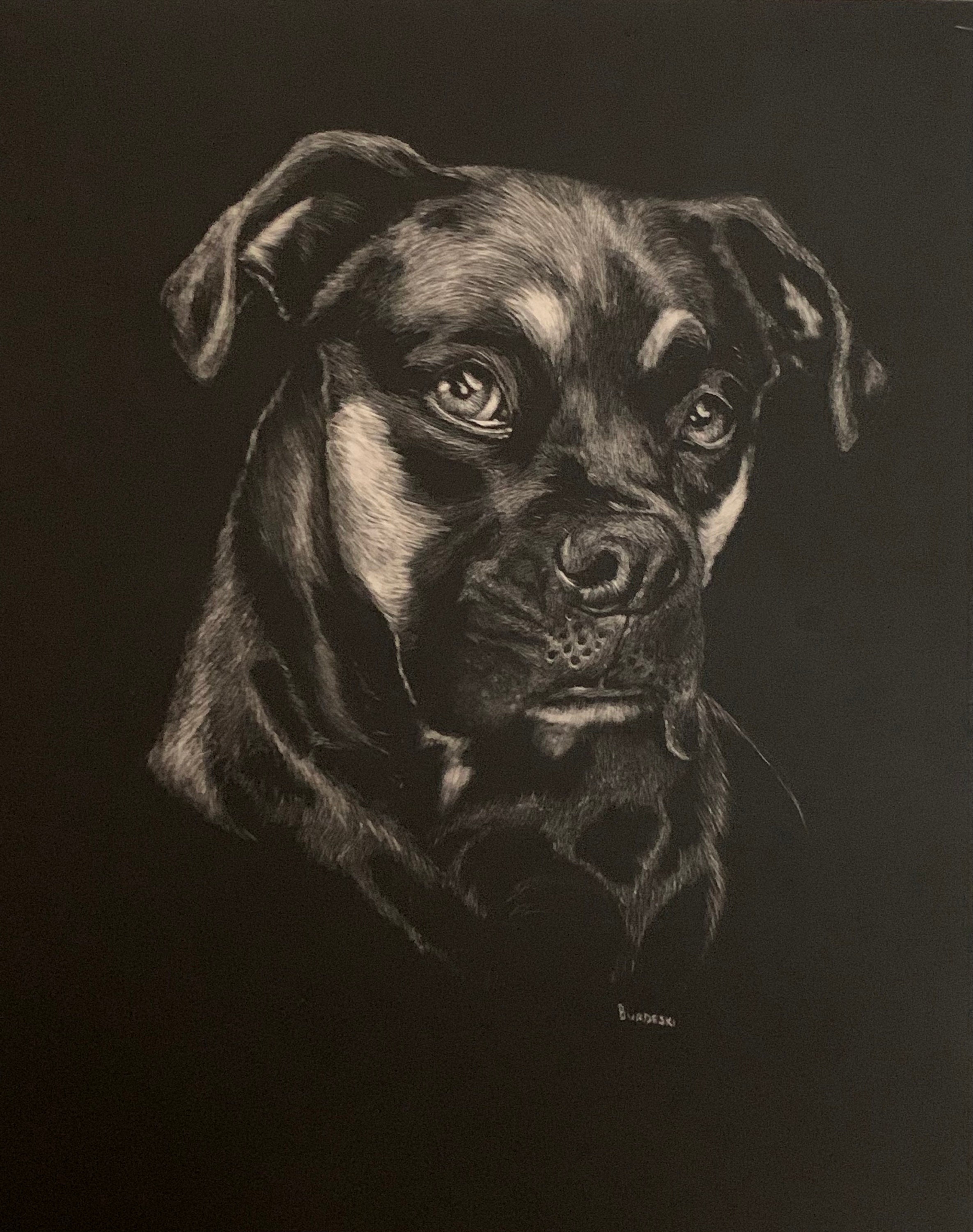 Commissioned Unique Scratchboard Pet Portraits - Etsy