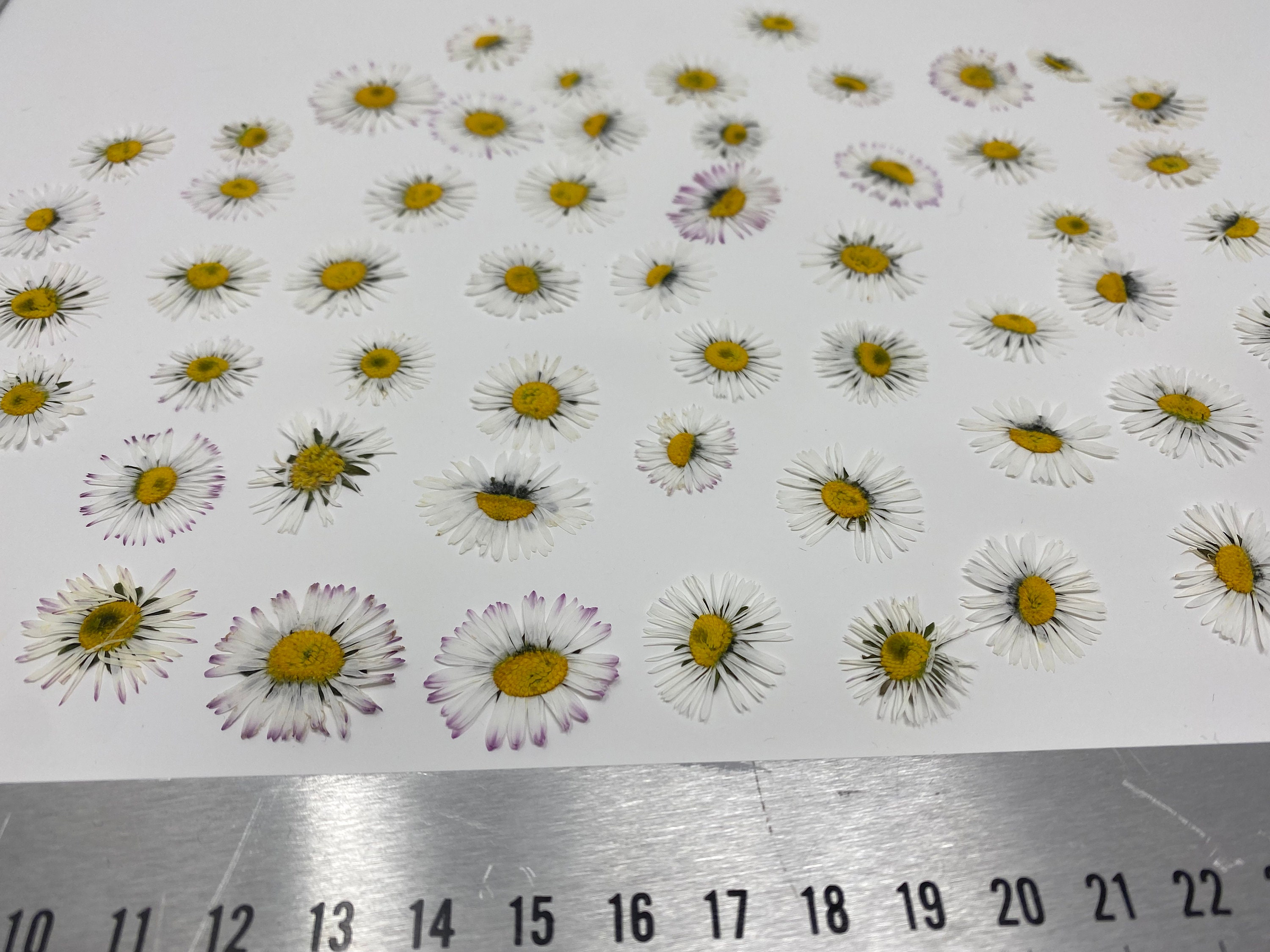 Daisy Pressed Flowers Pressed Flowers Pressed Flowers UK Resin Flowers ...