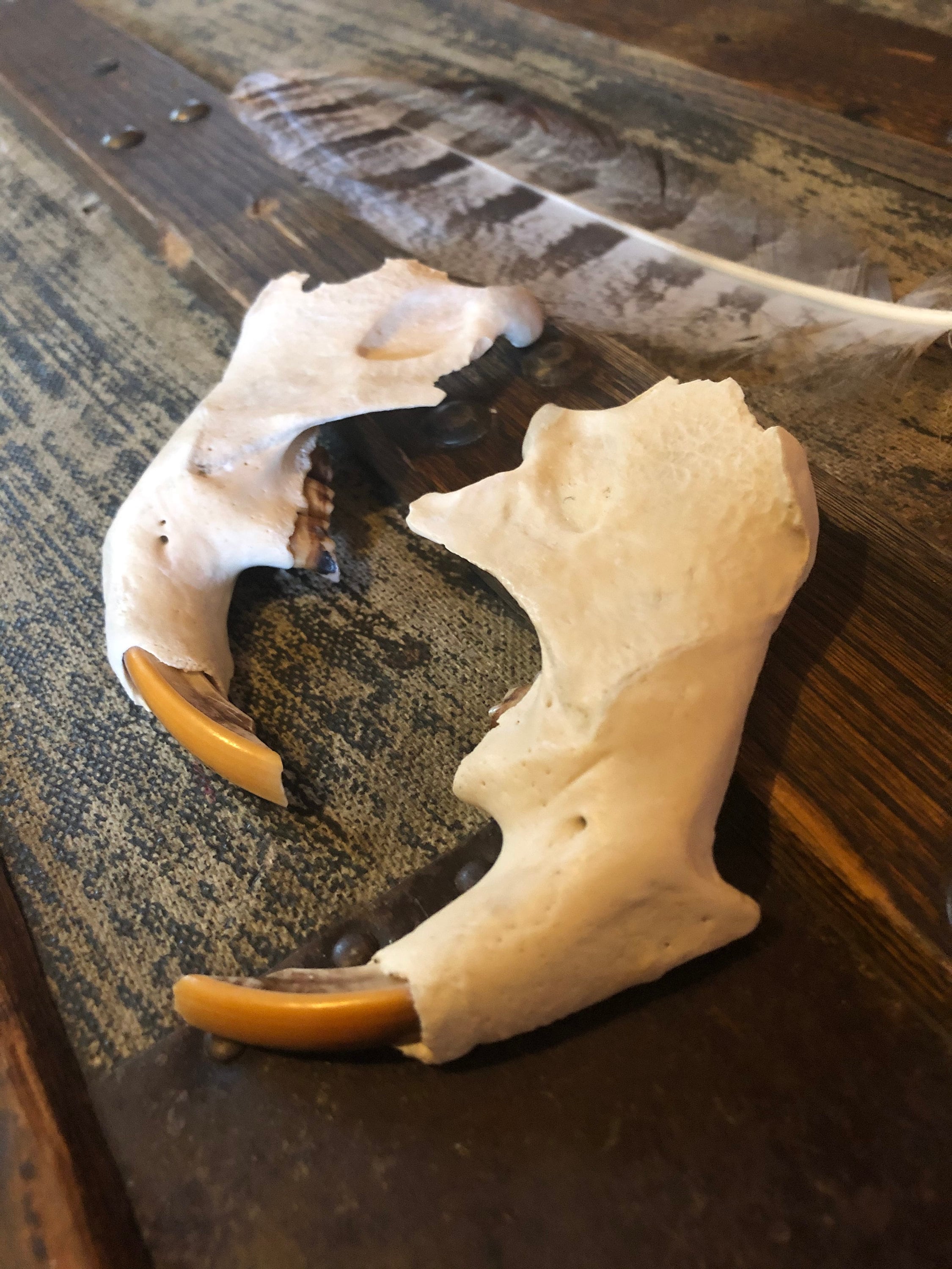 Beaver Teeth for sale | Only 2 left at -75%