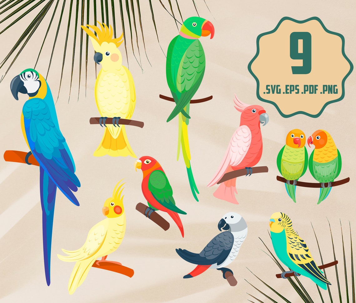 Color Parrots SVG Illustration Bundle Parrots Vector Art Set - Etsy