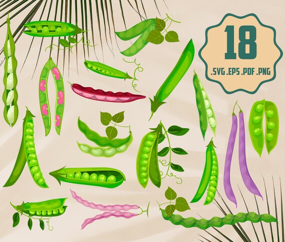 Bean Pods and Beans SVG Set Vegetable Beans Pods EPS - Etsy