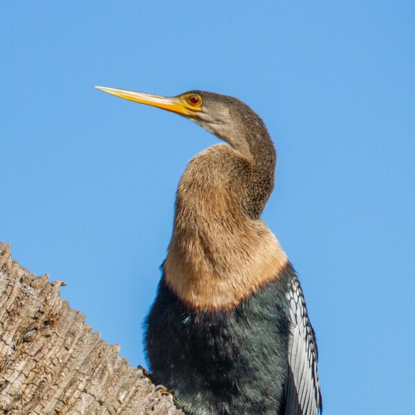 Anhinga - Etsy