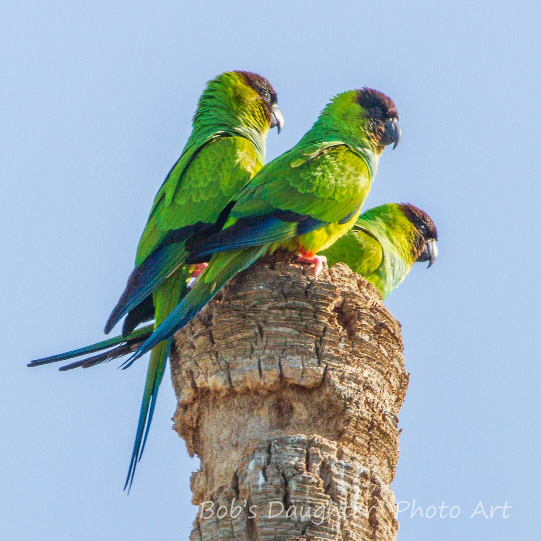 Nanday Parakeets at Sunset Beach - Bird Photograph, Bird Art, Wildlife ...