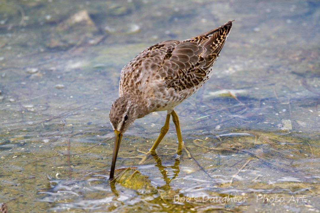 Short-billed Dowitcher at Harbourside 2 - Bird Photograph, Bird Art ...