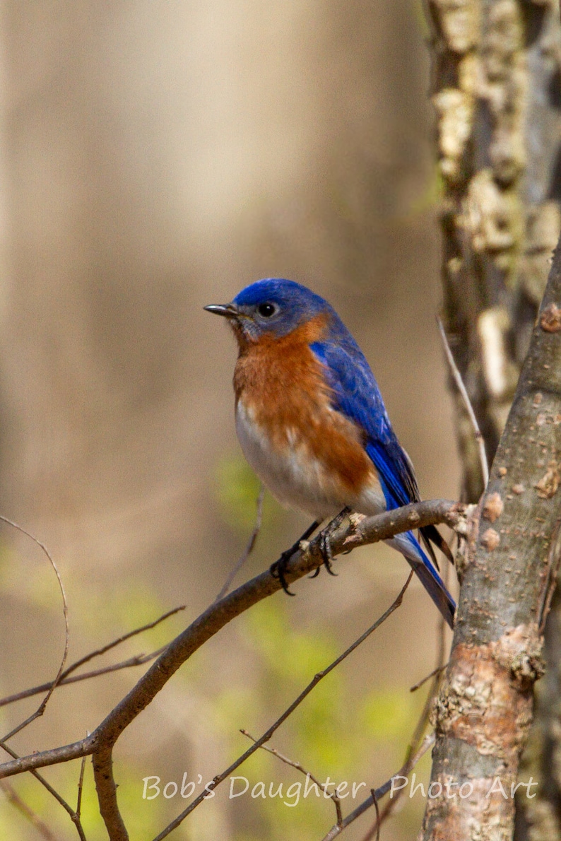 Eastern Bluebird in Early Spring - Bird Photograph, Bird Art, Wildlife ...