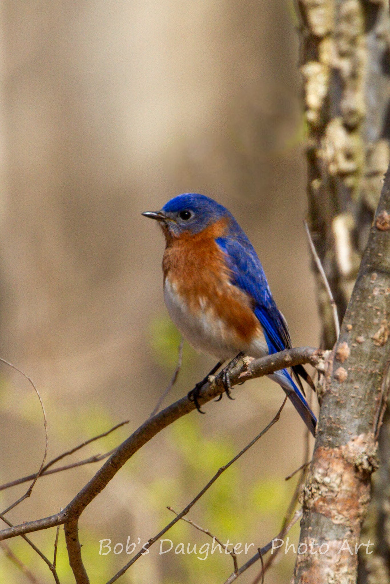 Eastern Bluebird in Early Spring - Bird Photograph, Bird Art, Wildlife ...