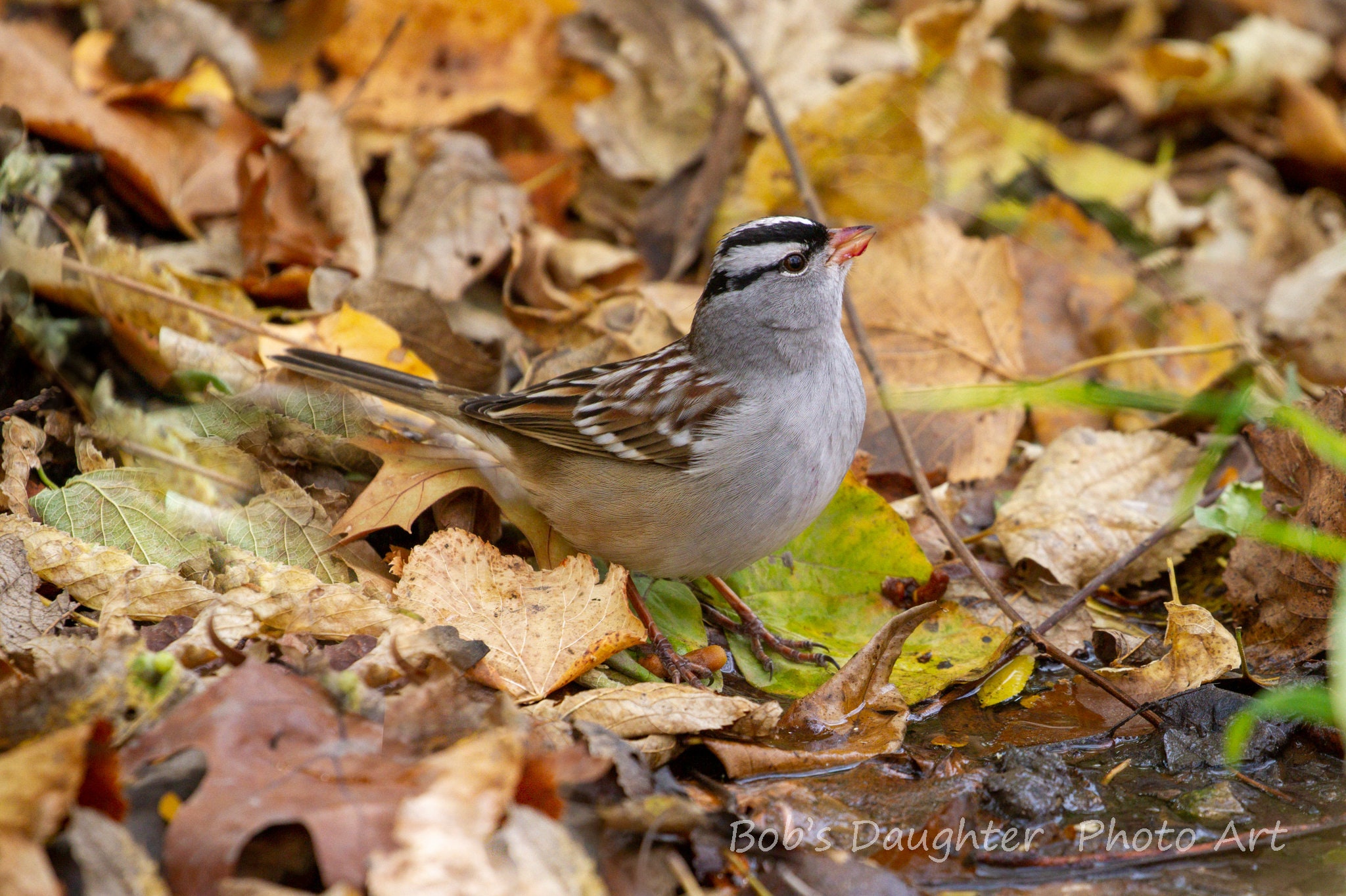 White-crowned Sparrow in Fall Leaves - Bird Photograph, Bird Art ...