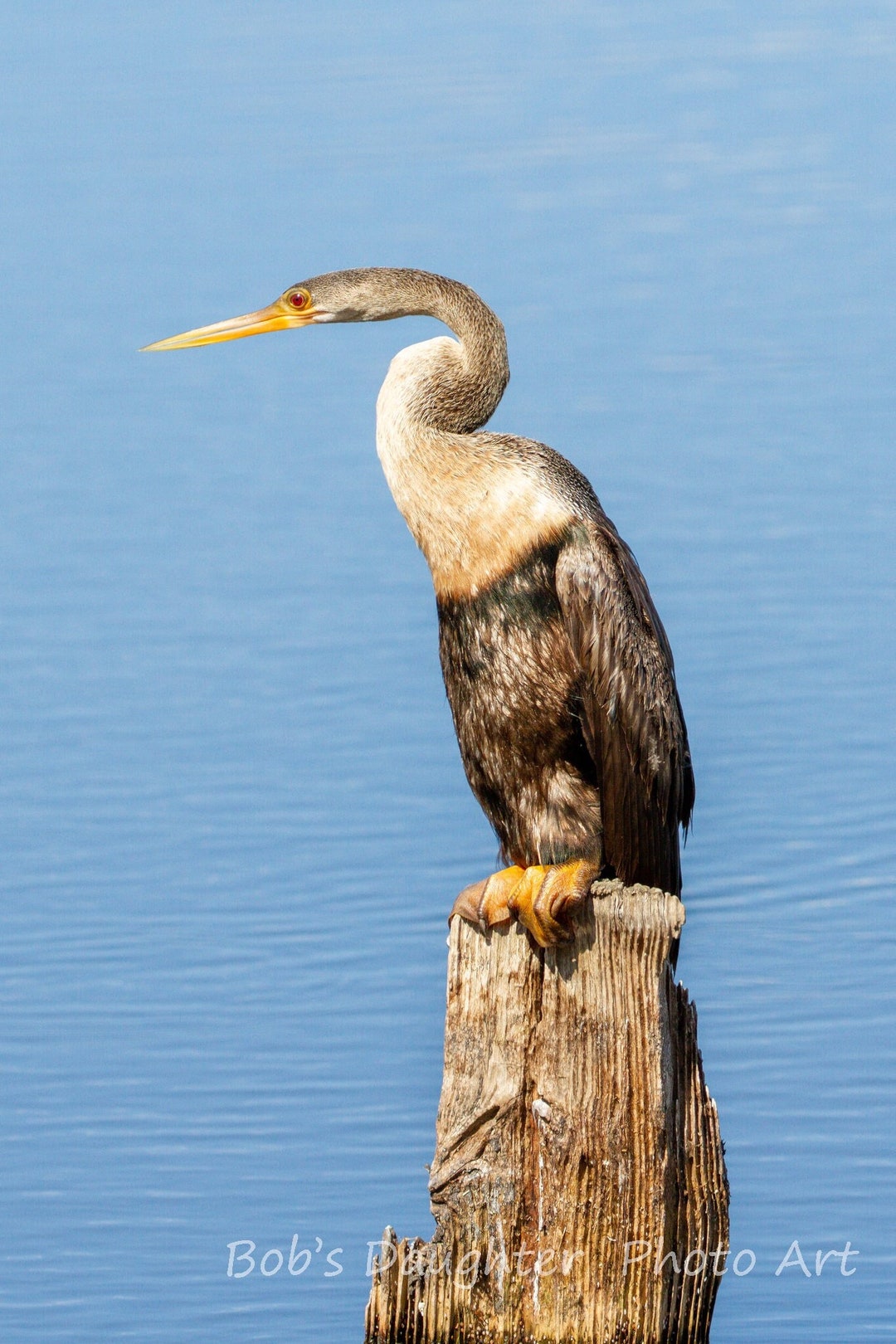 Anhinga on Piling - Bird Photograph, Bird Art, Wildlife Photography ...