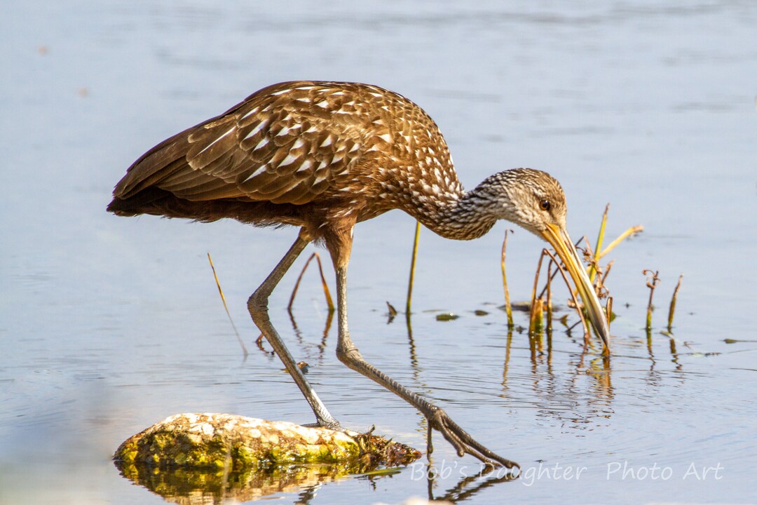 Limpkin - Bird Photograph, Bird Art, Wildlife Photography, Nature ...